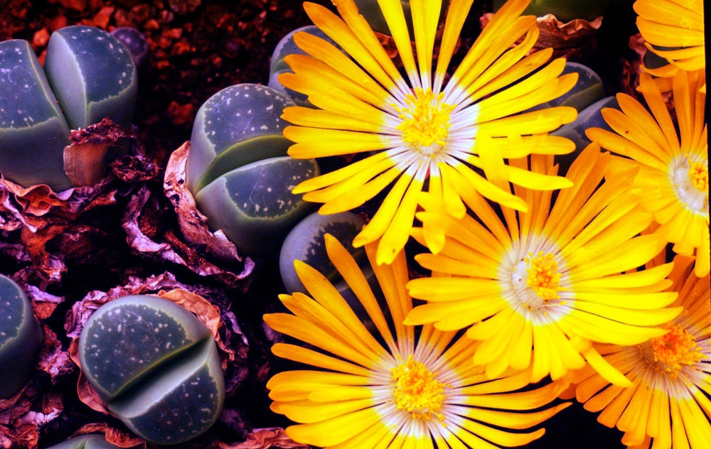 Five ways you can connect to Earth!